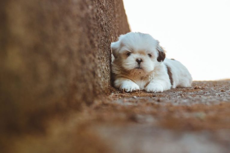 Small Cute Dog Royalty Free Photo