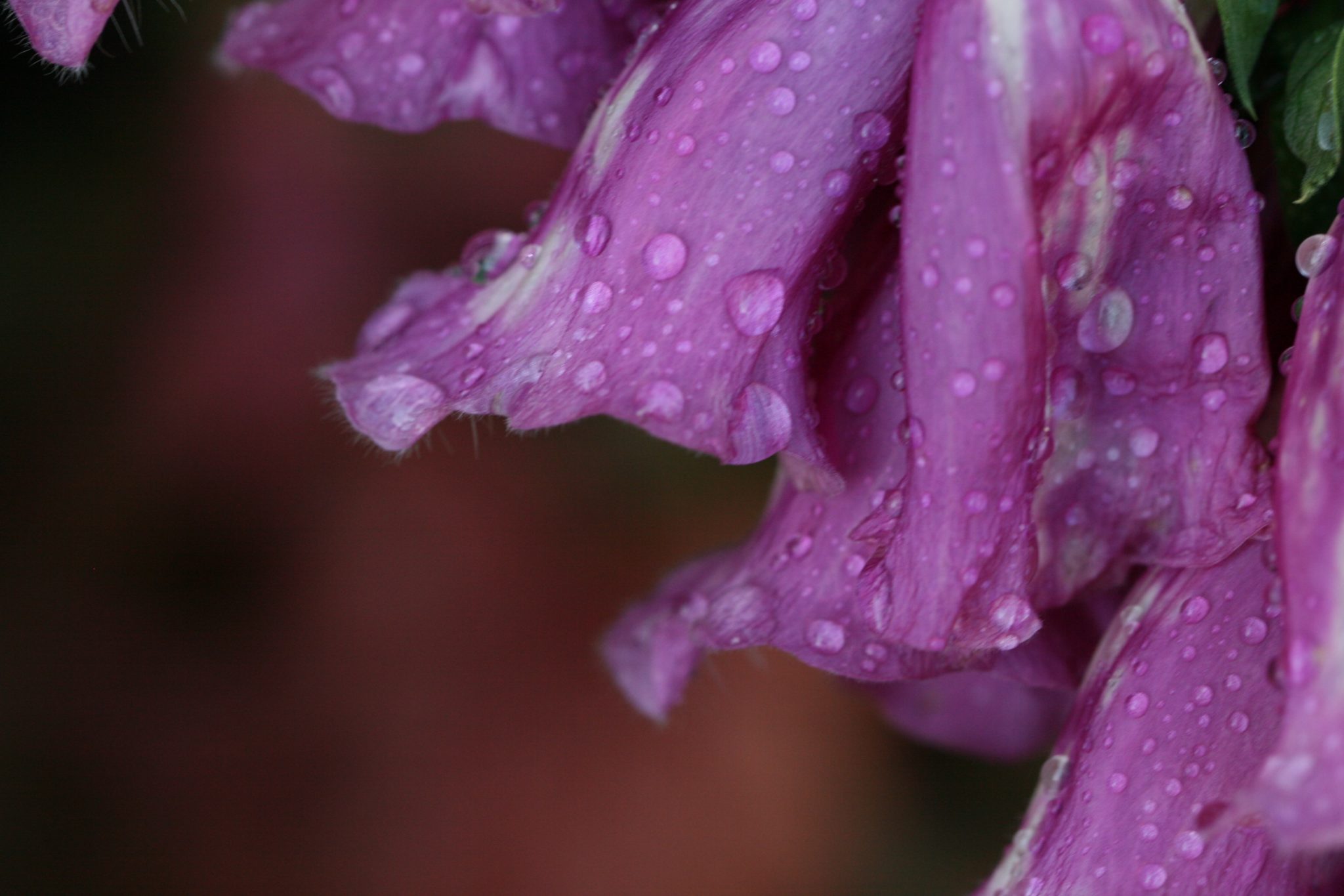 Flower Purple Rain Royalty Free Photo