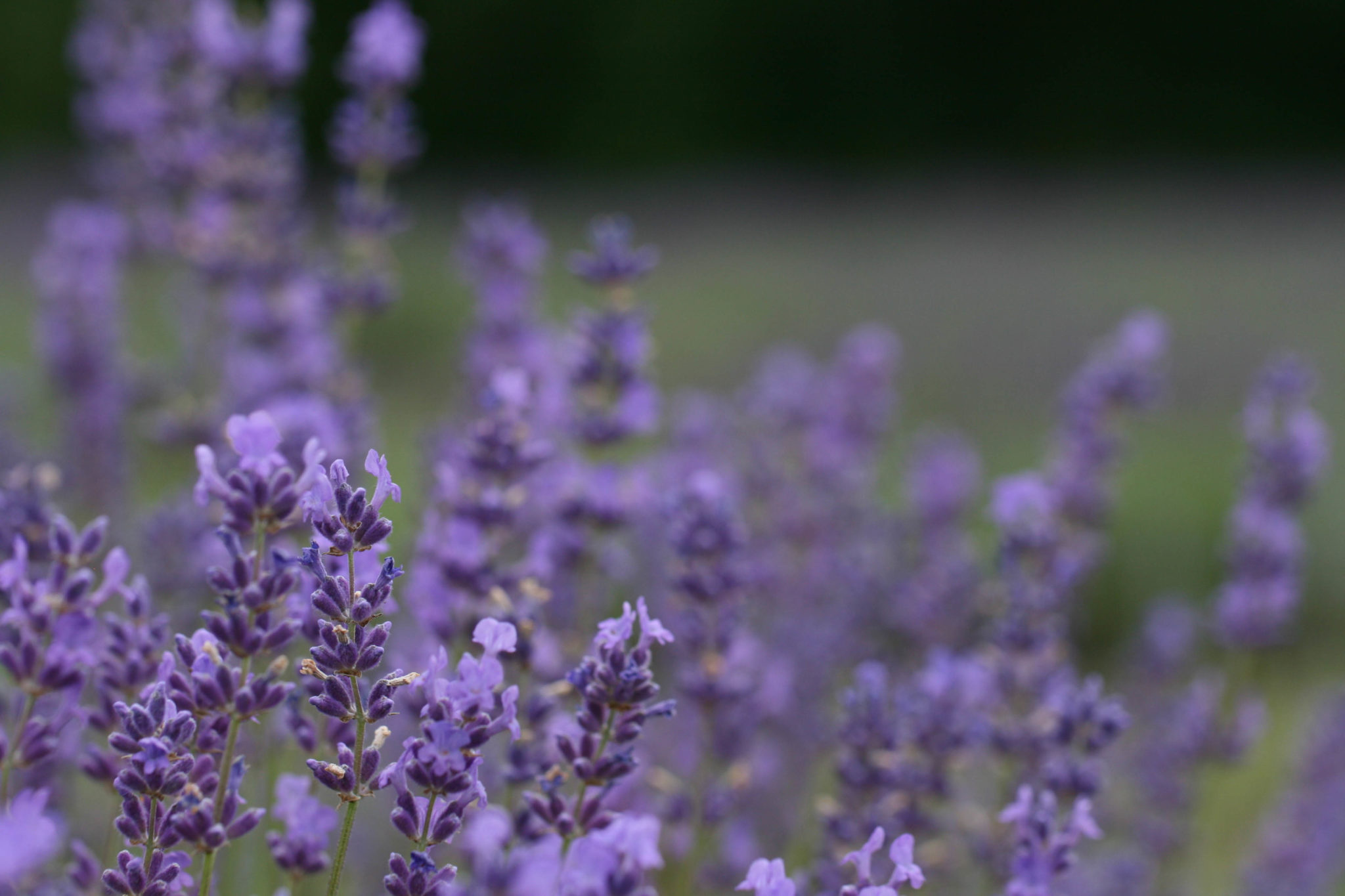 Flower Field Lavender Royalty Free Photo