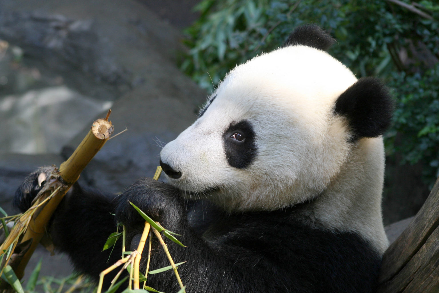 Panda Bear Royalty Free Photo