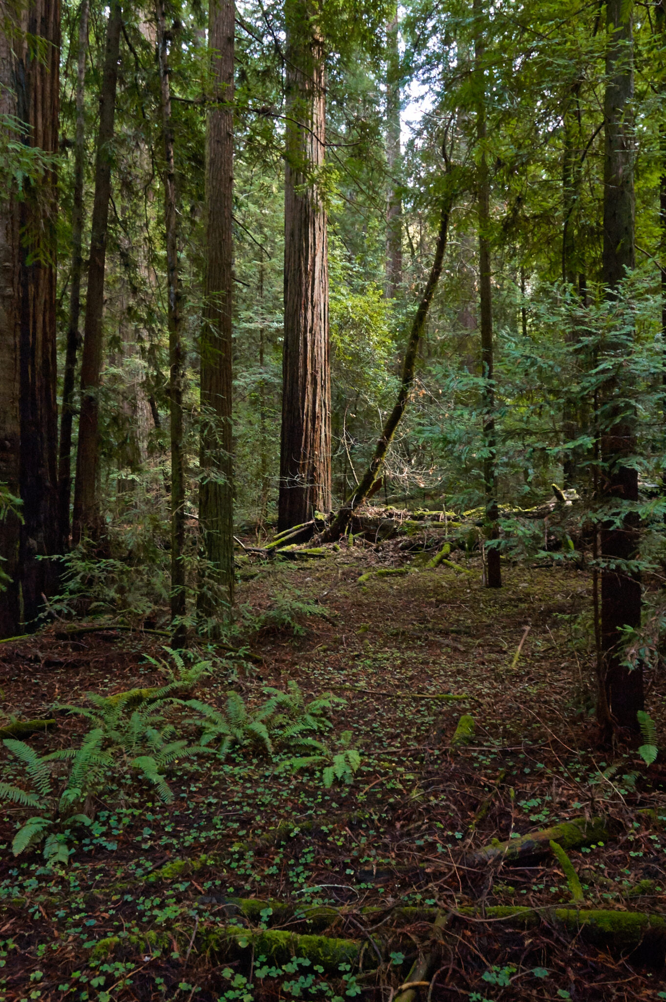 Trees Forest Woods Royalty Free Photo