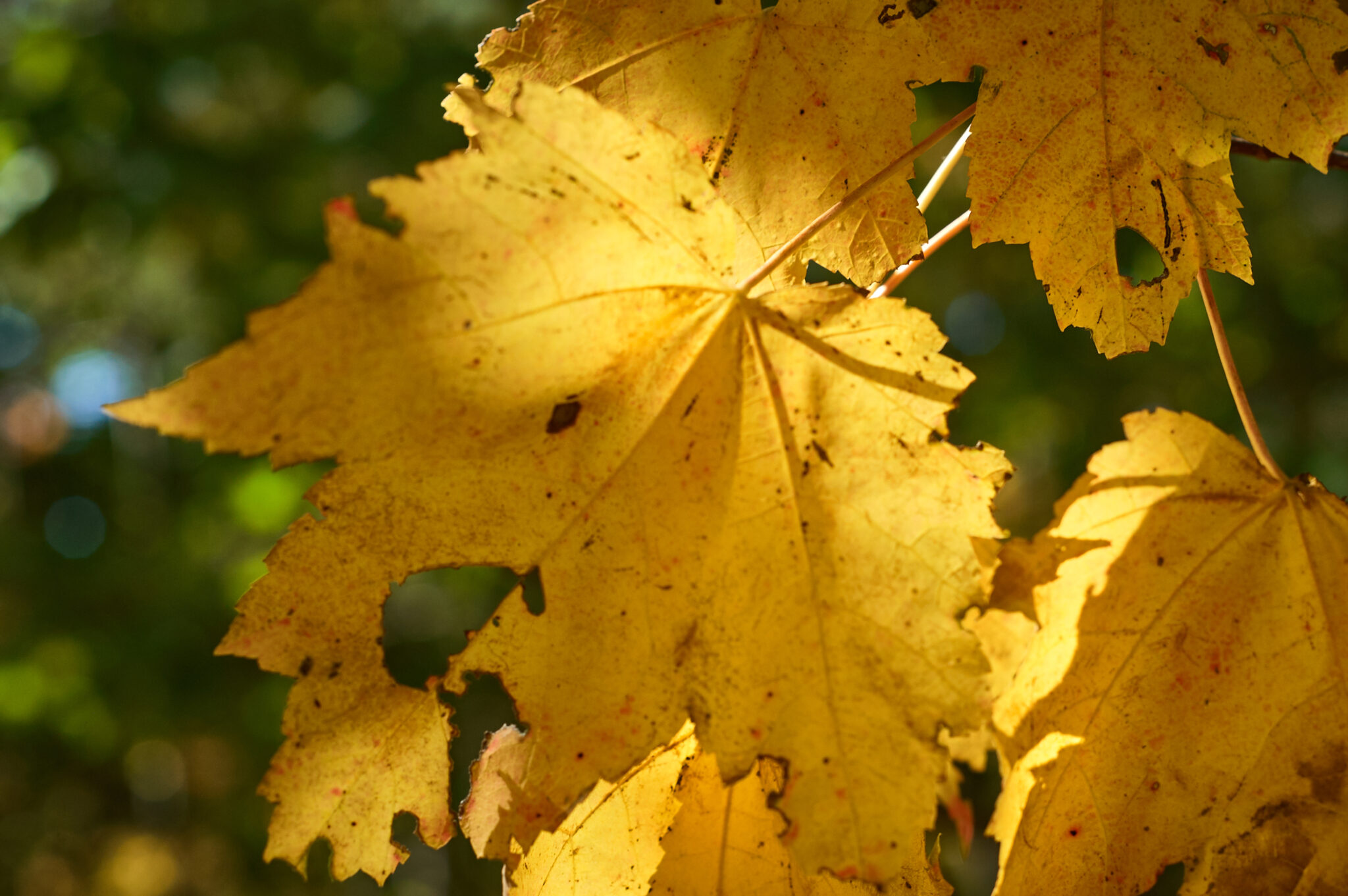 Leaf Autumn Fall Royalty Free Photo