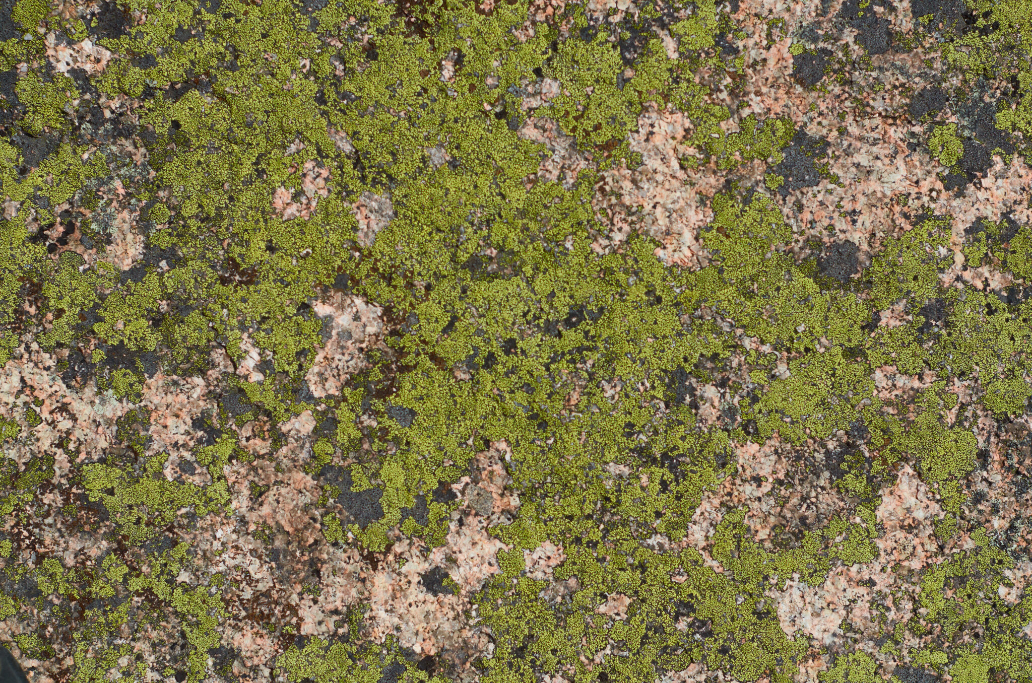 Moss Mossy Background Royalty Free Photo